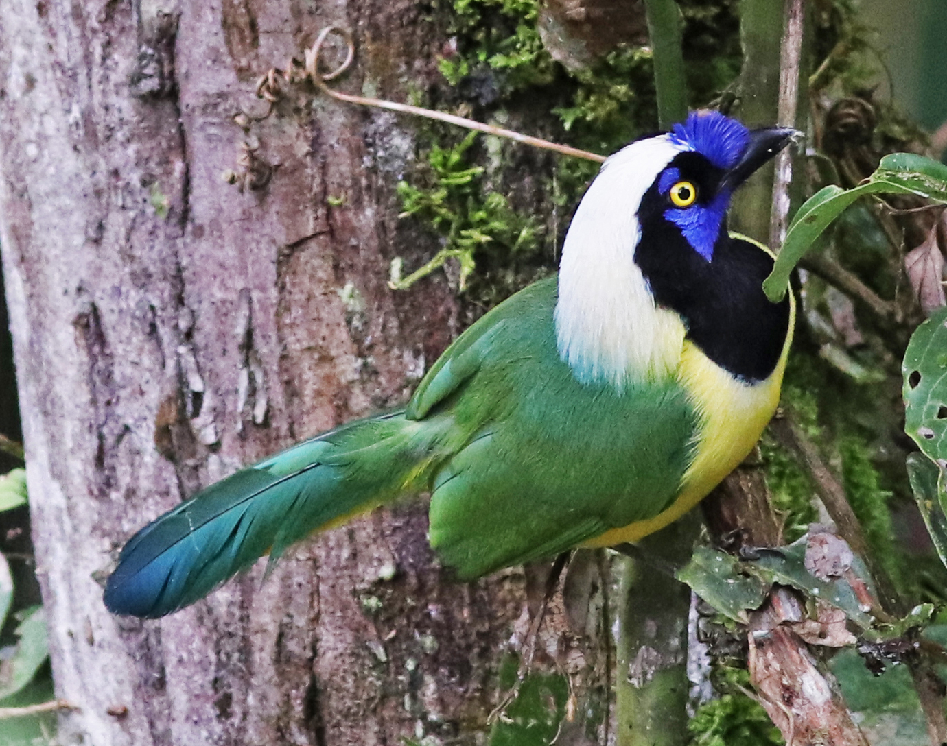 Green Jay (Cyanocorax yncas) :: BirdWeather