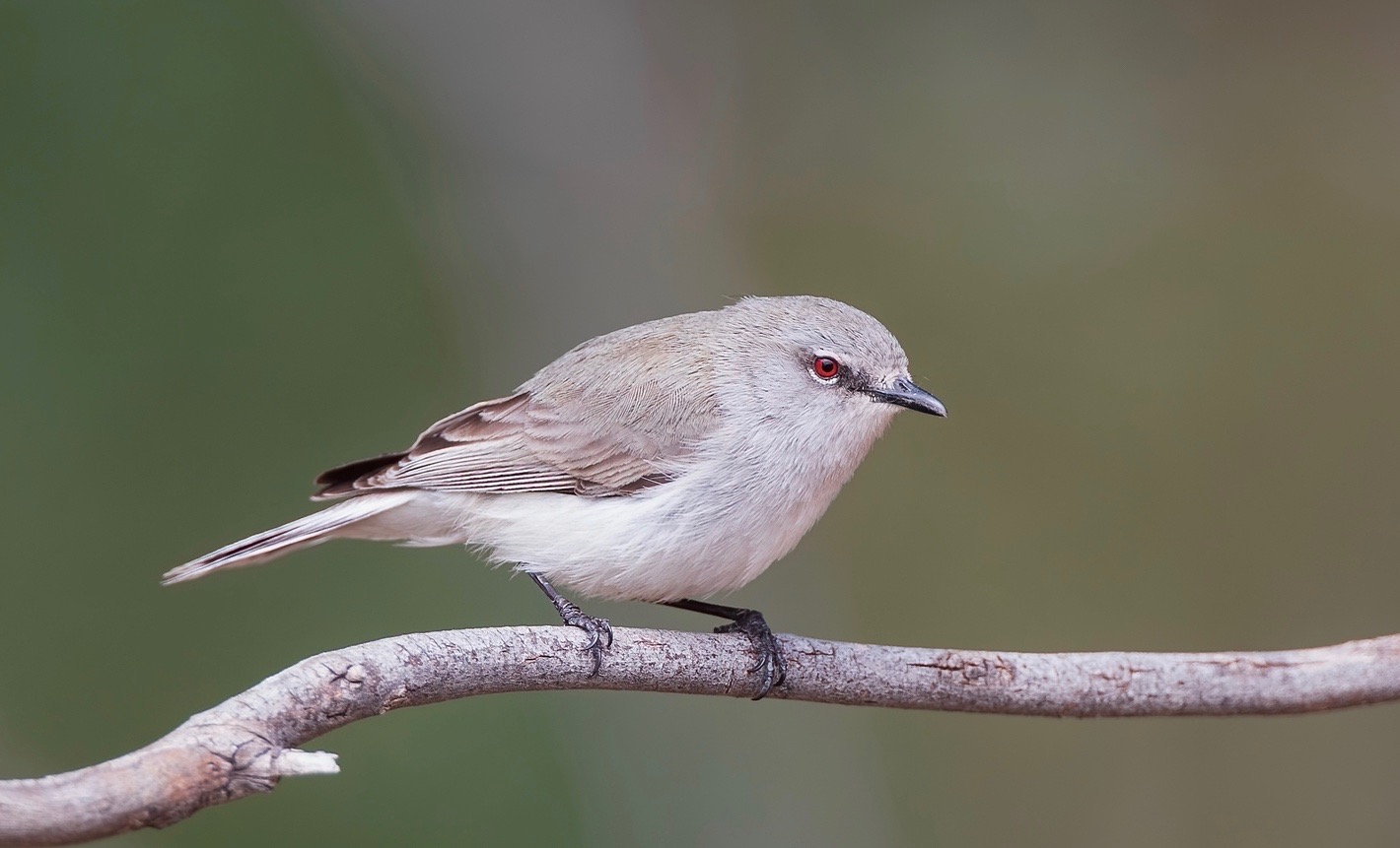 Western Gerygone (Gerygone fusca) :: BirdWeather