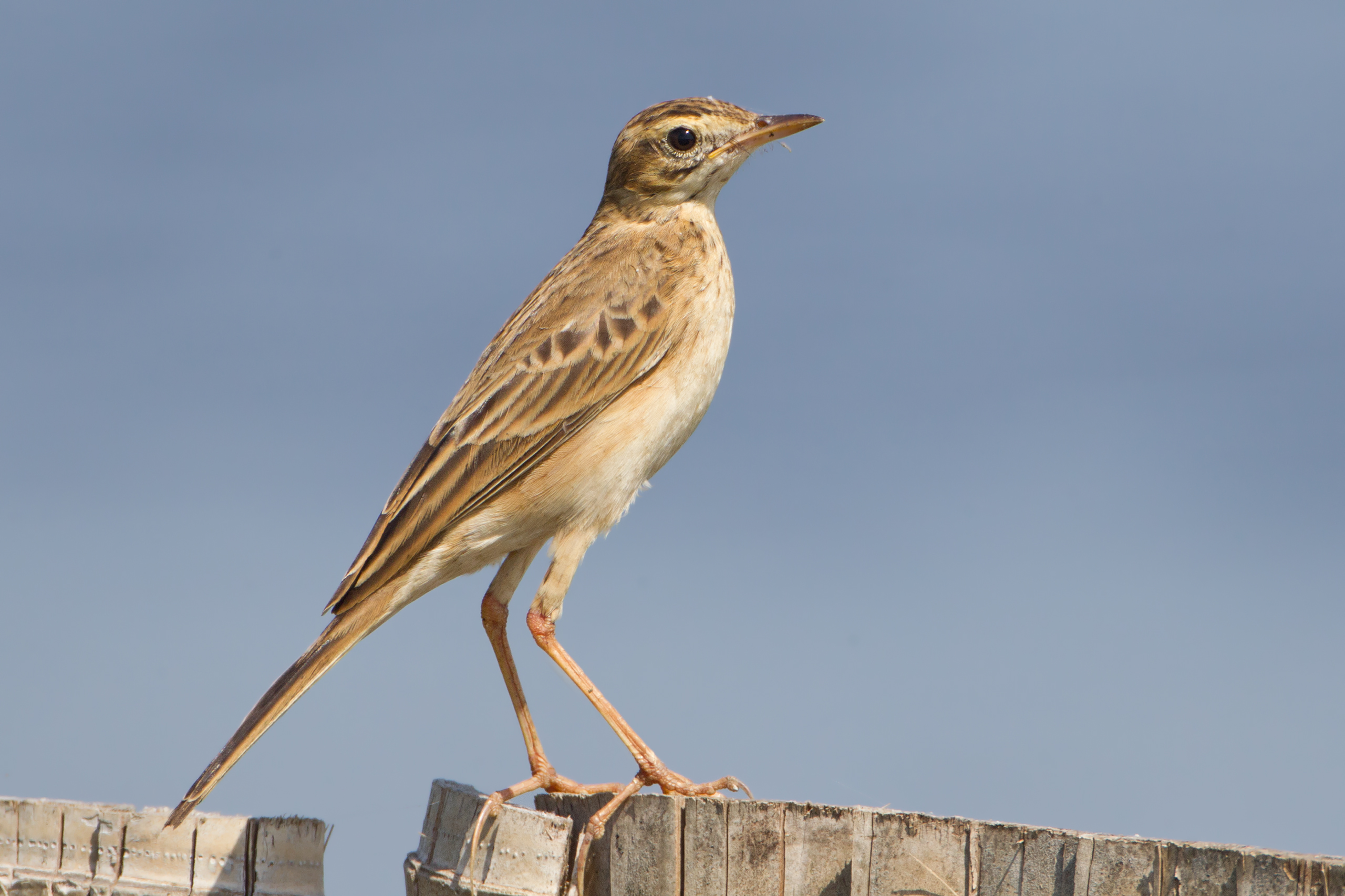 Richard's Pipit (Anthus richardi) :: BirdWeather