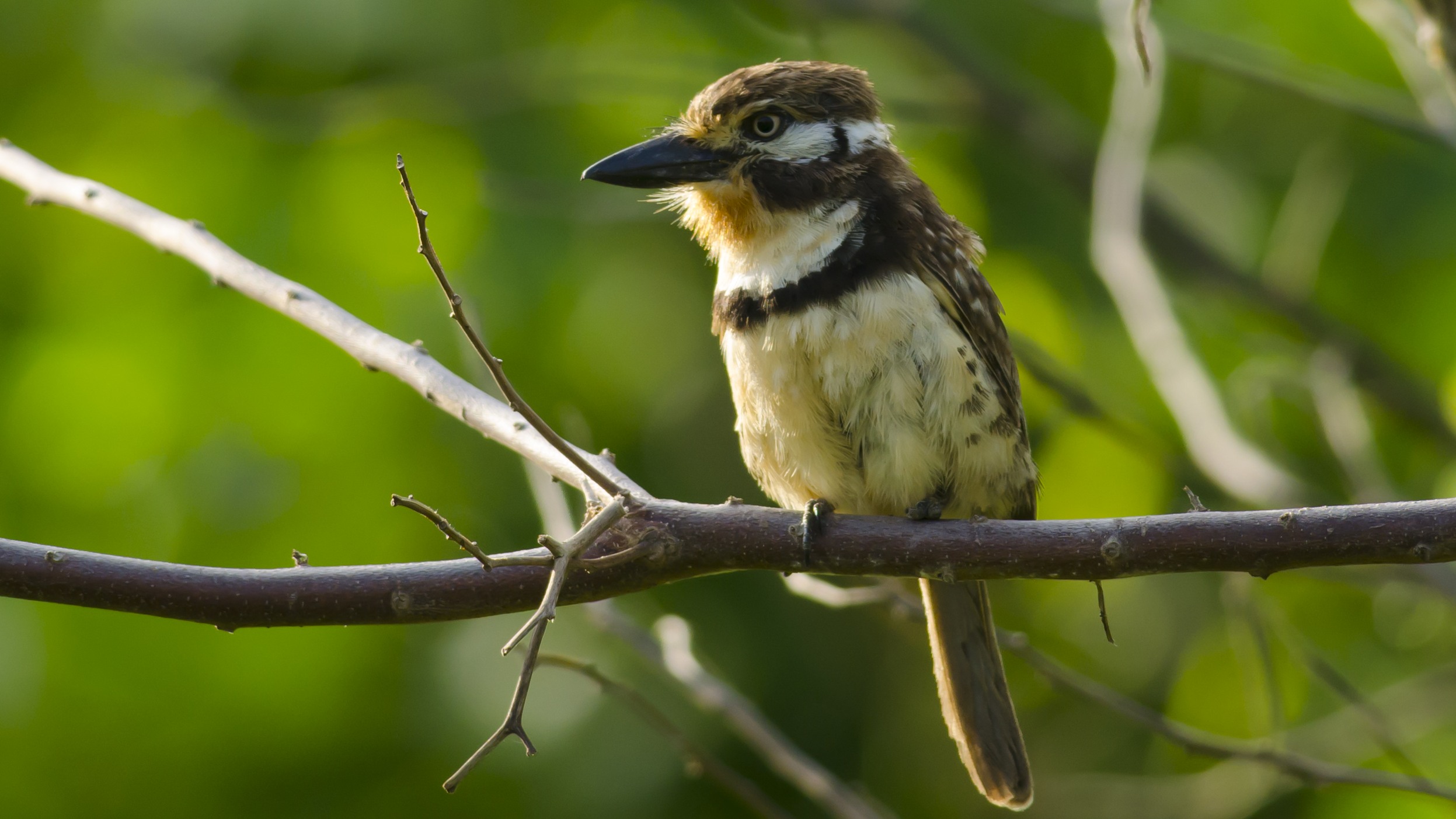 Russet-throated Puffbird (Hypnelus ruficollis) :: BirdWeather