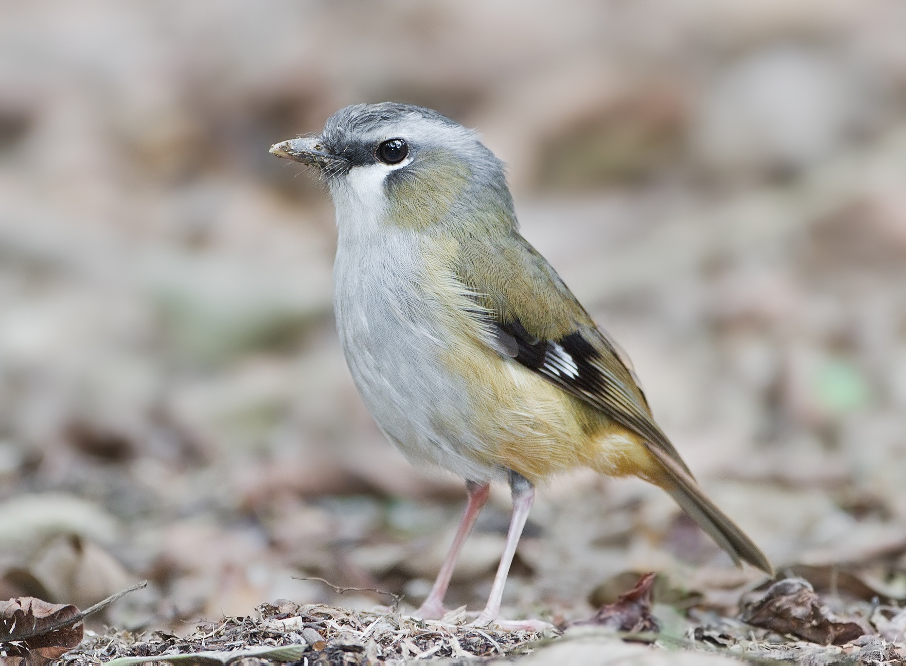 Gray-headed Robin (Heteromyias cinereifrons) :: BirdWeather