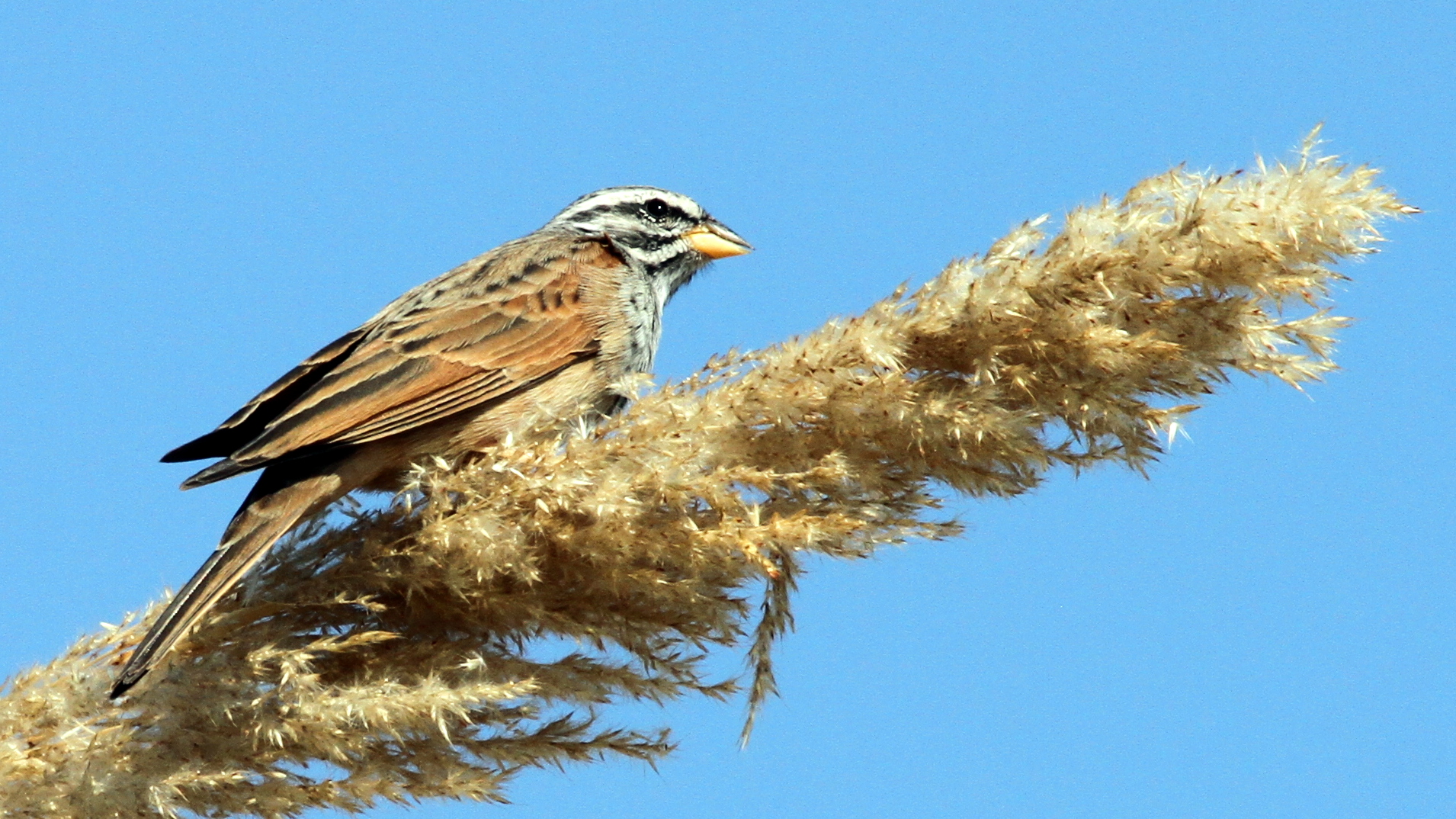 Striolated Bunting (Emberiza striolata) :: BirdWeather