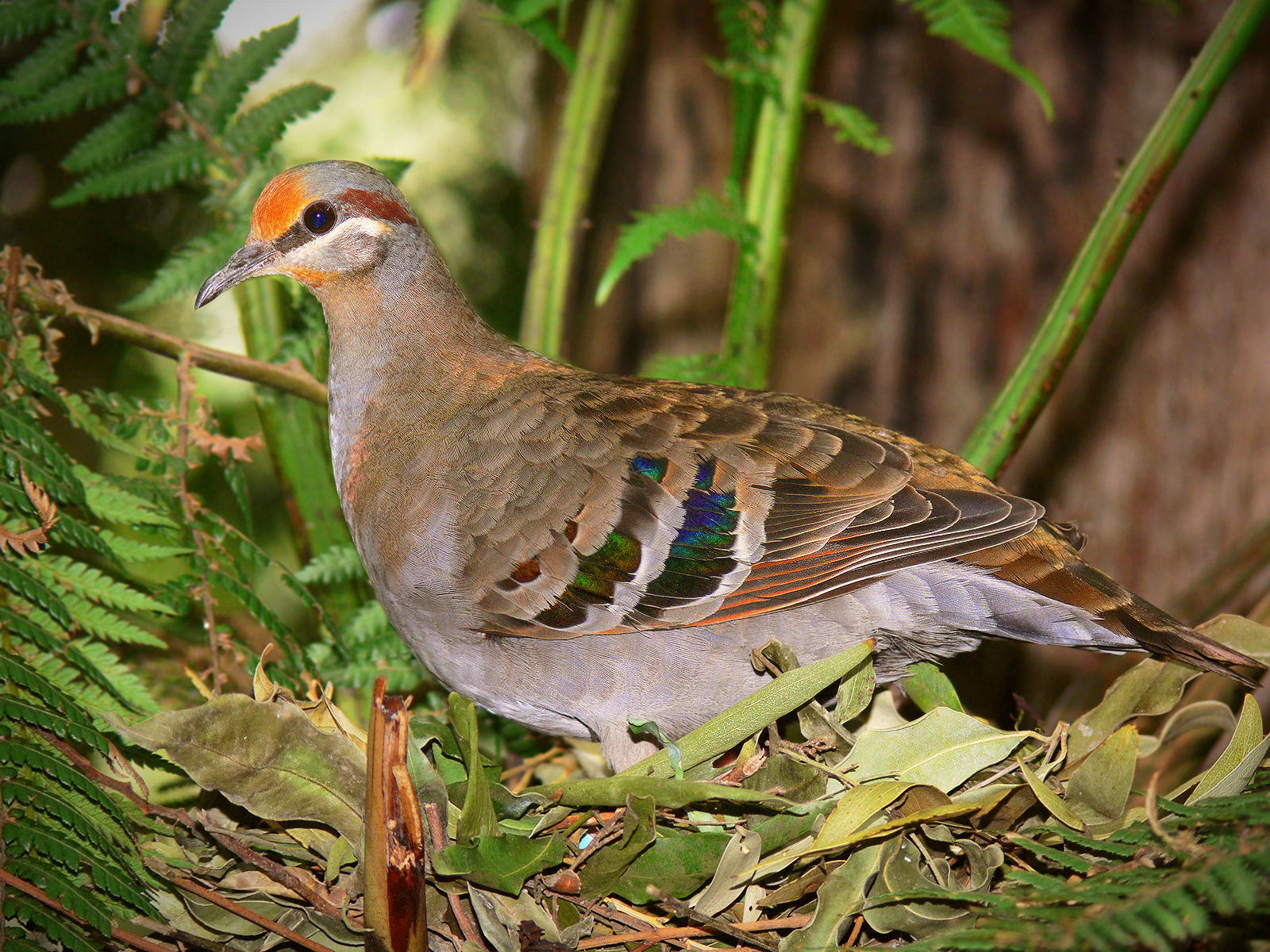 Brush Bronzewing (Phaps elegans) :: BirdWeather
