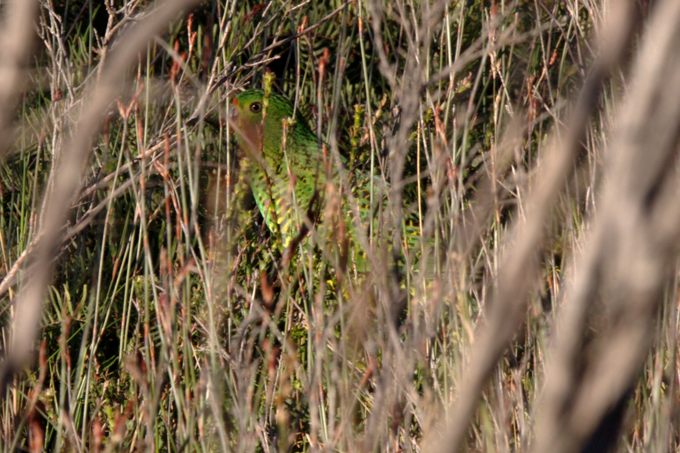 Ground Parrot (Pezoporus wallicus) :: BirdWeather