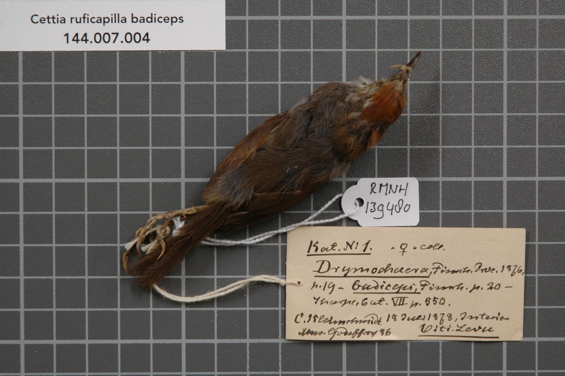 Fiji Bush Warbler (Horornis ruficapilla) :: BirdWeather