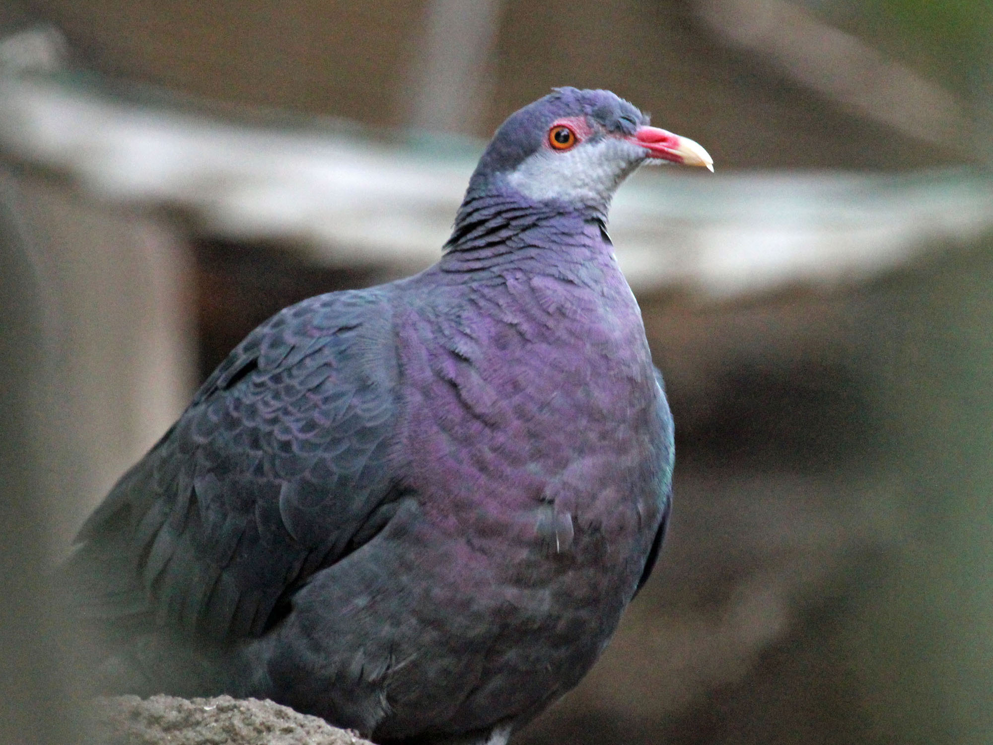 Metallic Pigeon (Columba vitiensis) :: BirdWeather