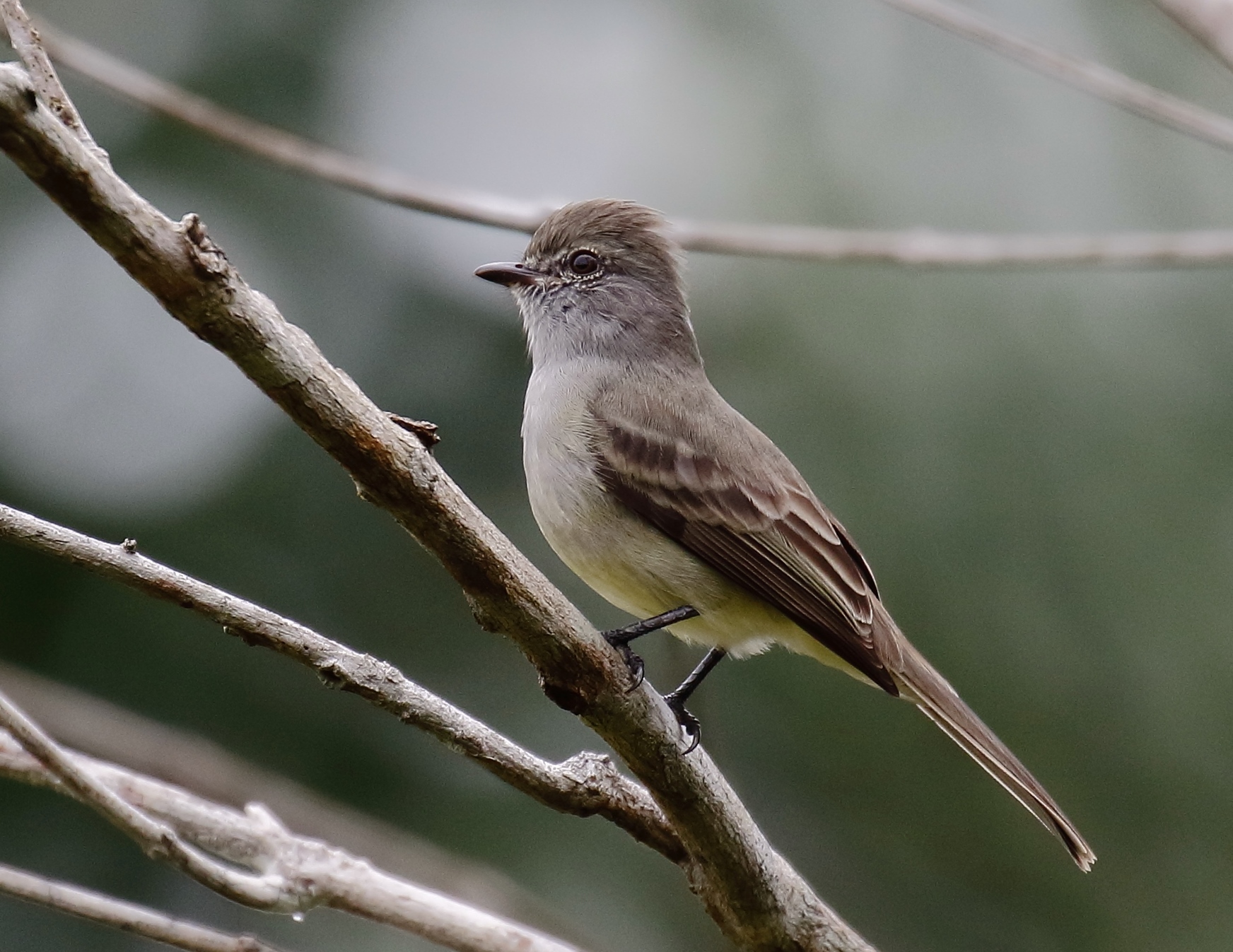 Amazonian Scrub-Flycatcher (Sublegatus obscurior) :: BirdWeather