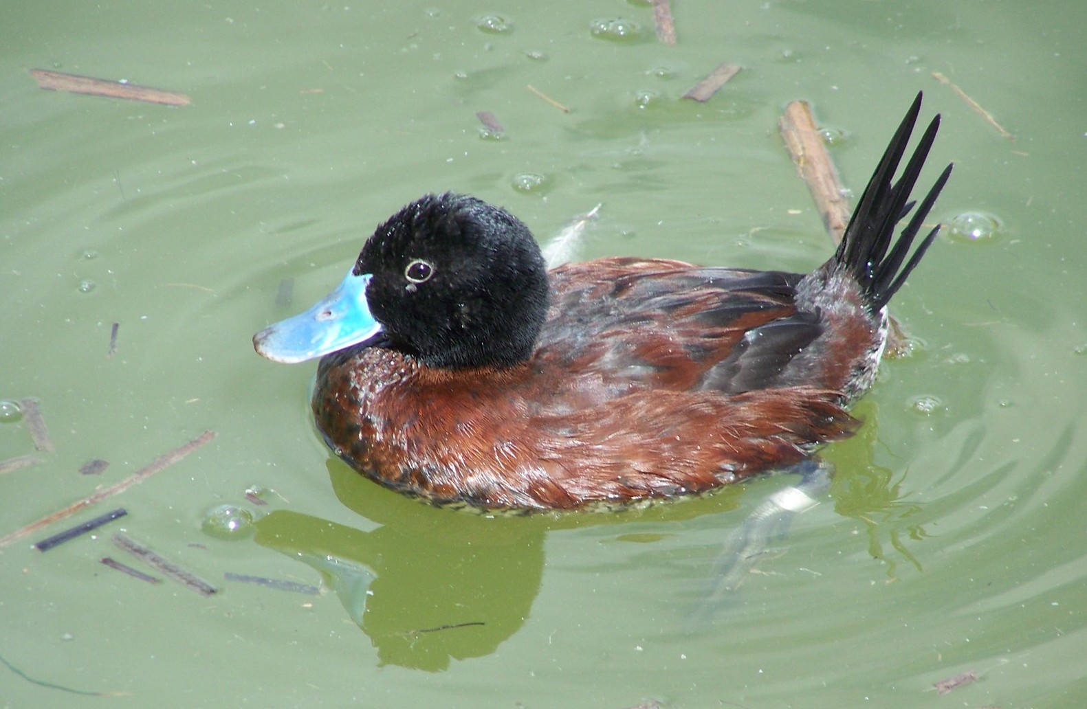 Andean Duck (Oxyura ferruginea) :: BirdWeather