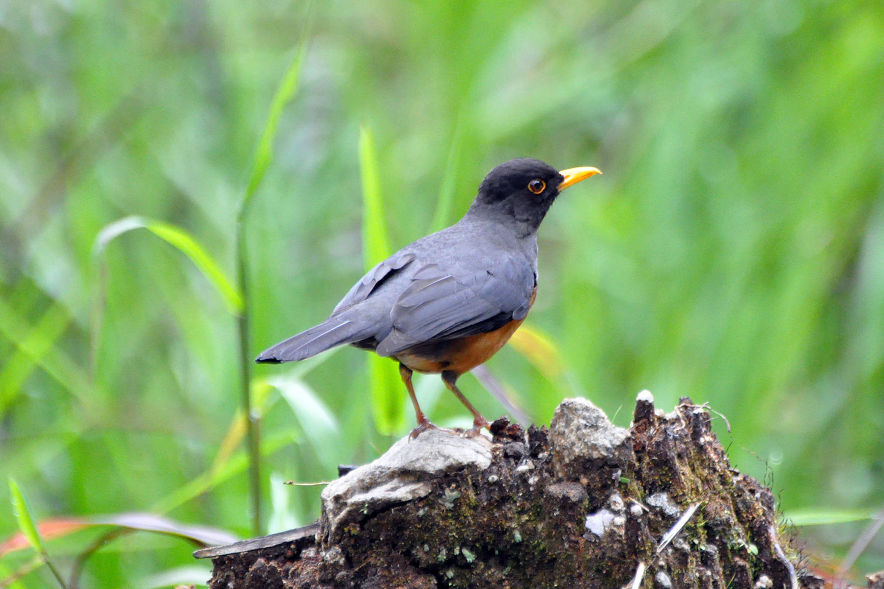 Chestnut-bellied Thrush (Turdus fulviventris) :: BirdWeather