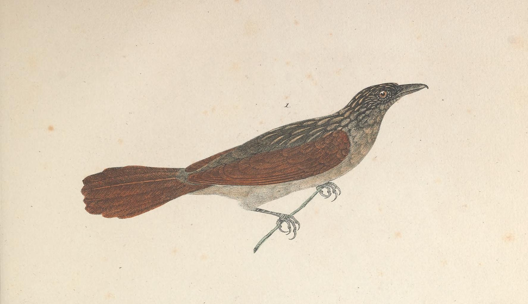 Chestnut-winged Hookbill (Ancistrops strigilatus) :: BirdWeather