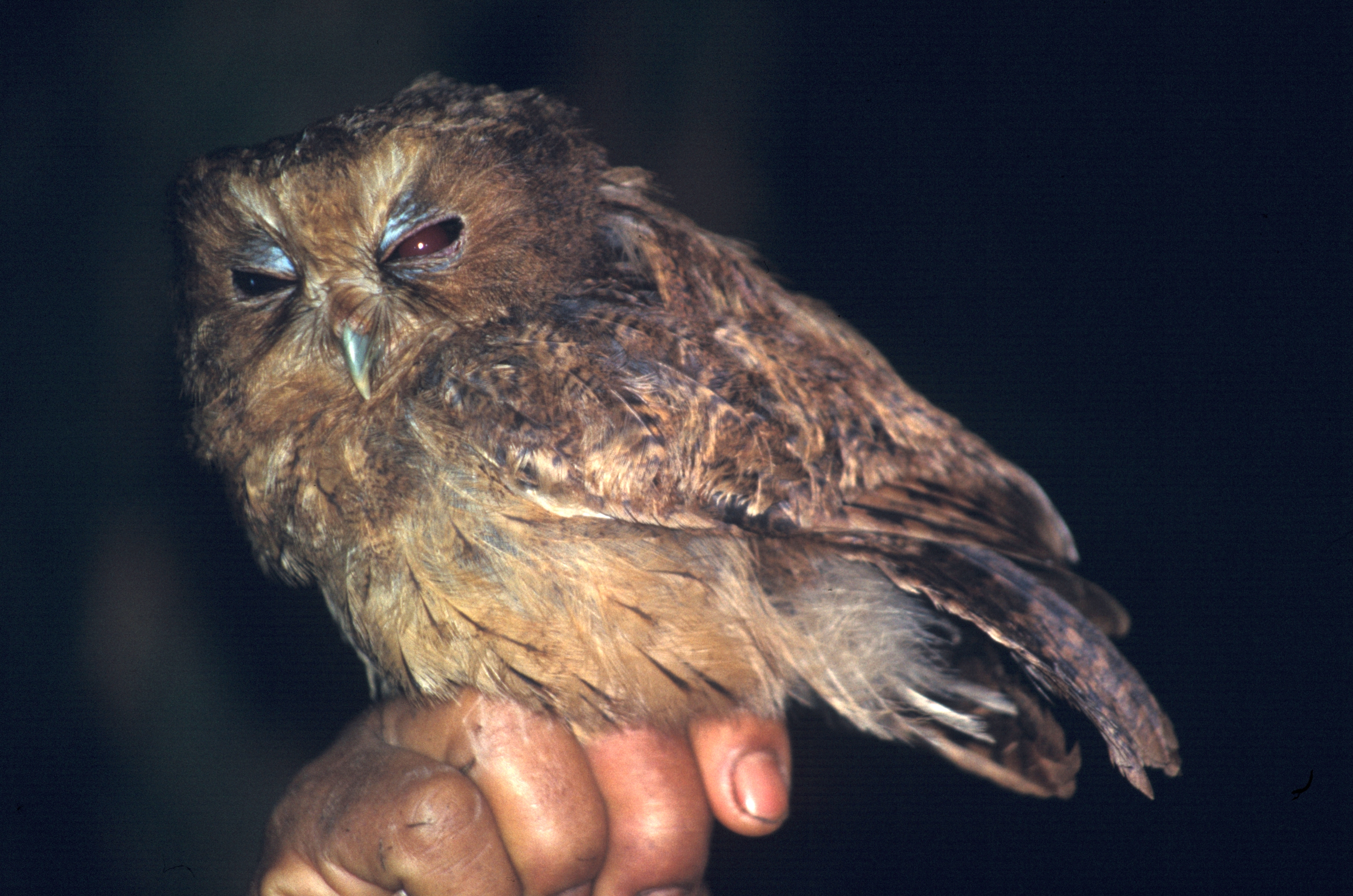 Cinnamon Screech-Owl (Megascops petersoni) :: BirdWeather