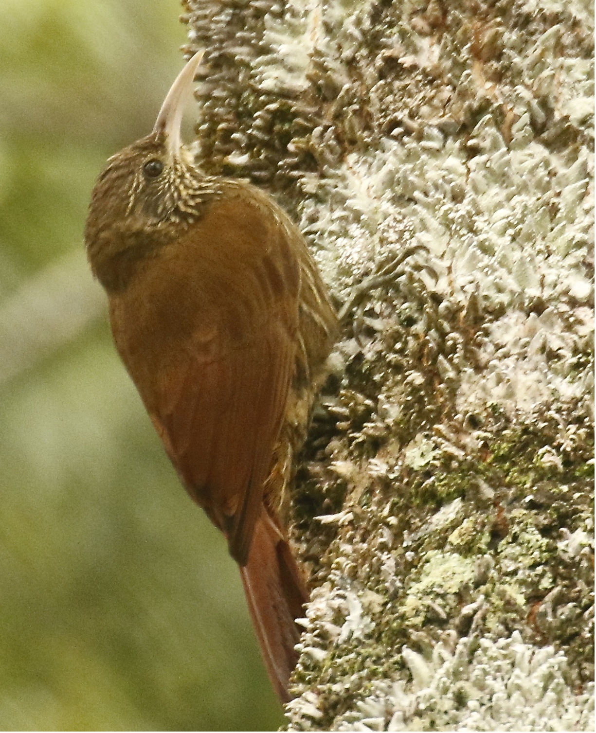 Duida Woodcreeper (Lepidocolaptes duidae) :: BirdWeather