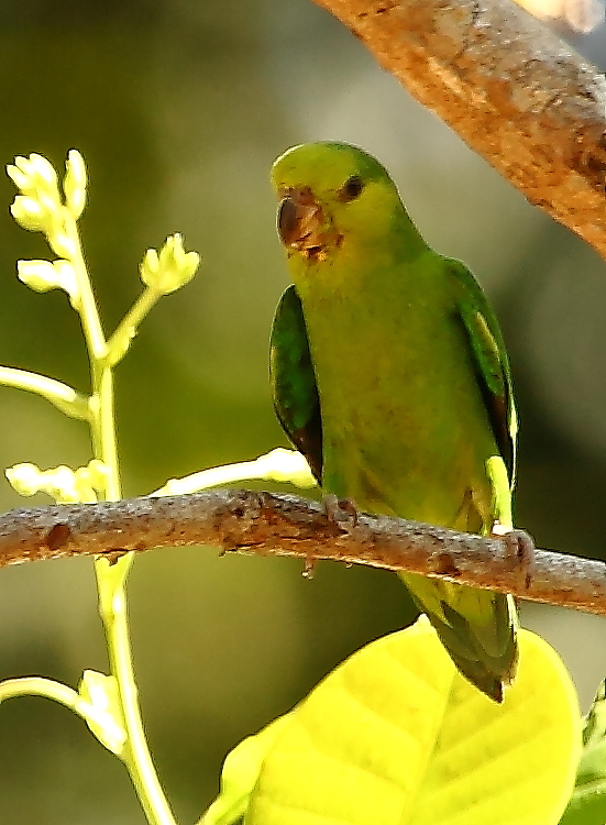 Dusky-billed Parrotlet (Forpus modestus) :: BirdWeather