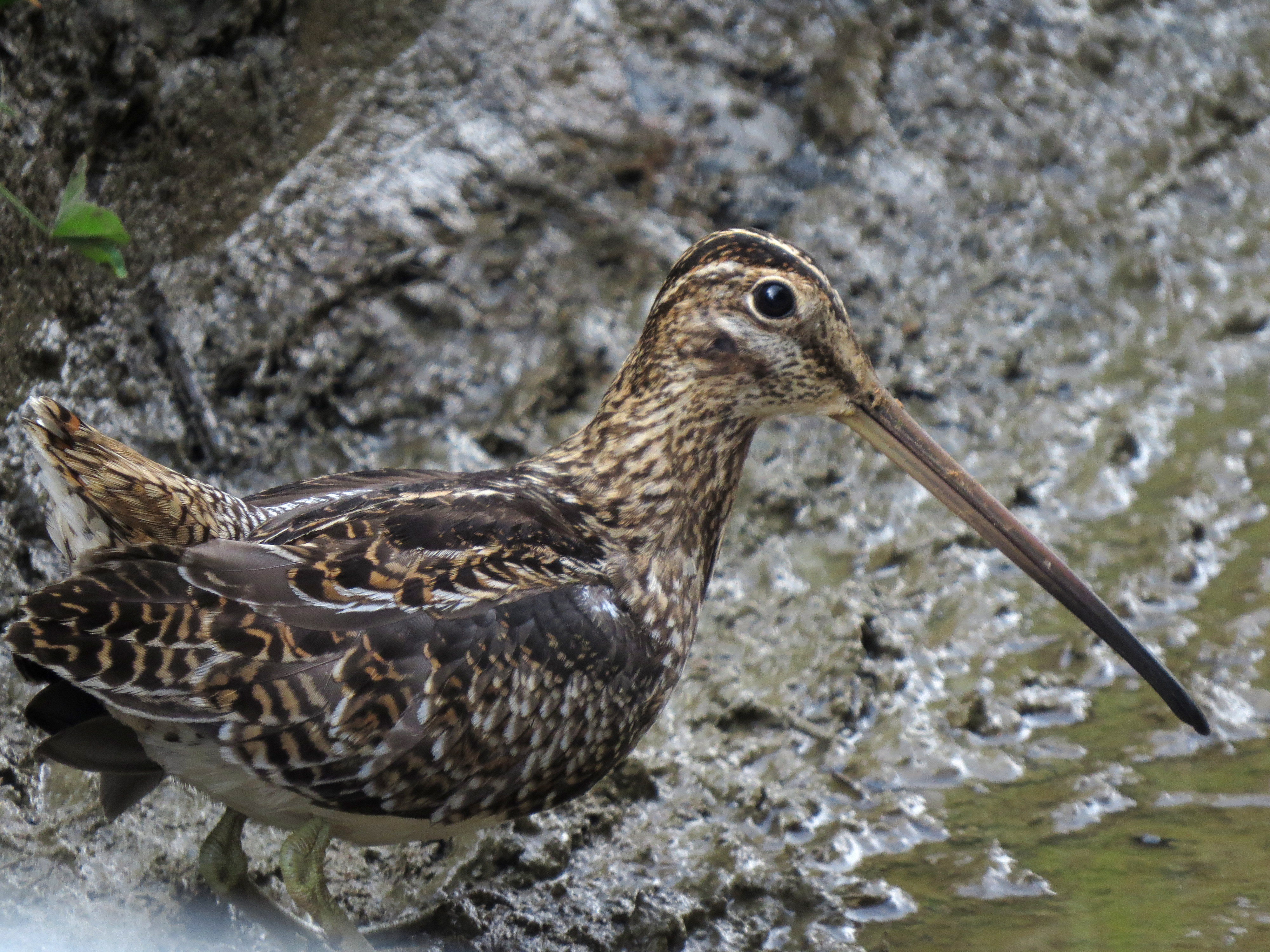 Noble Snipe (Gallinago nobilis) :: BirdWeather