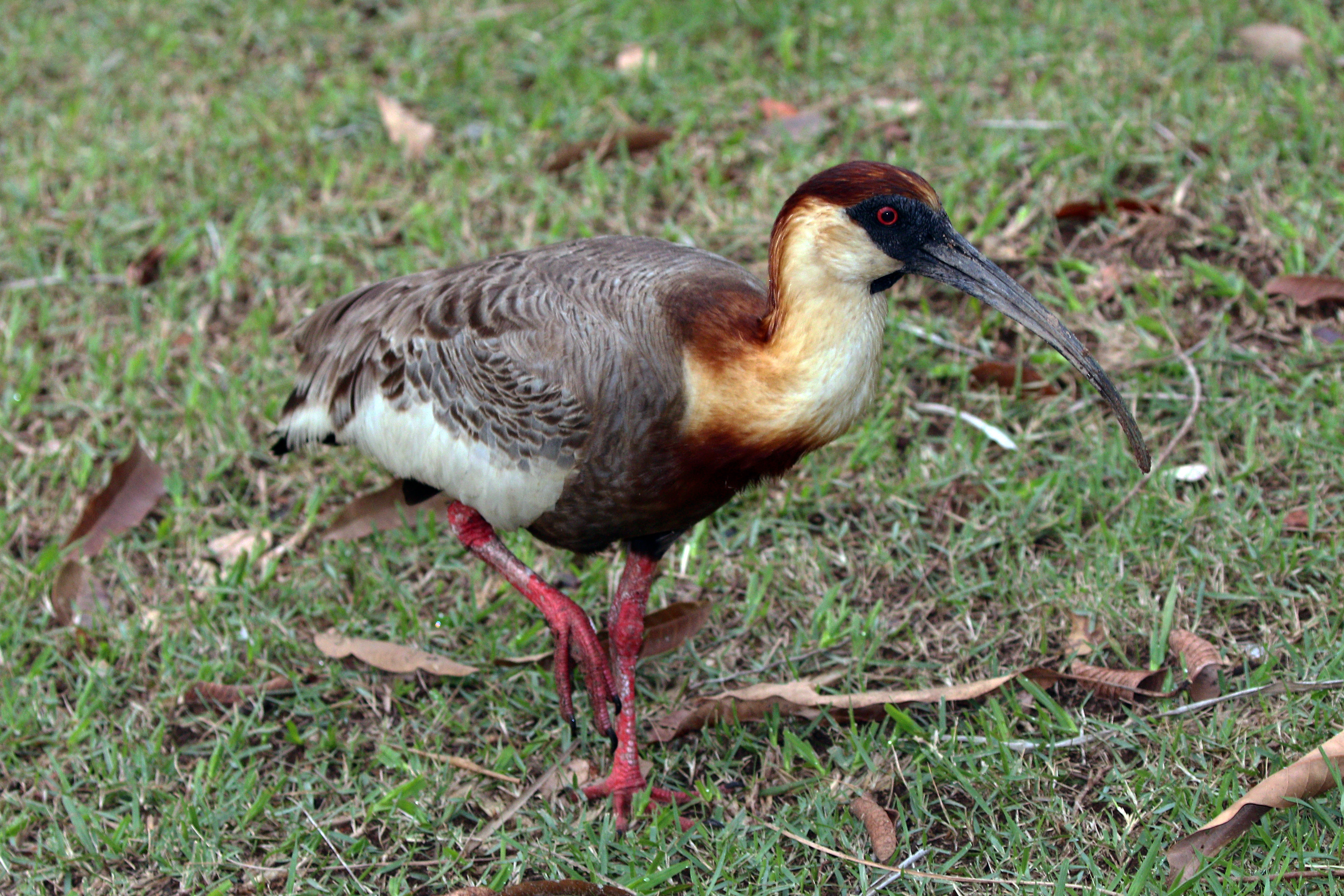 Buff-necked Ibis (Theristicus caudatus) :: BirdWeather