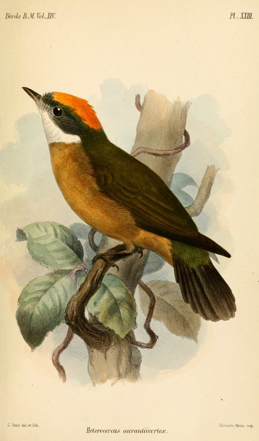 Orange-crowned Manakin (Heterocercus aurantiivertex) :: BirdWeather