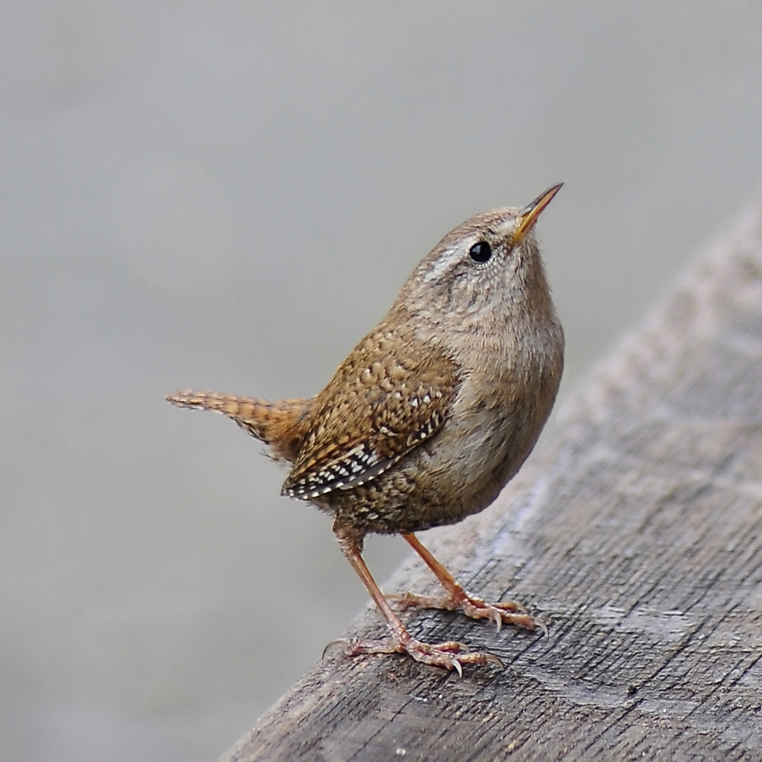 Eurasian Wren (Troglodytes troglodytes) :: BirdWeather