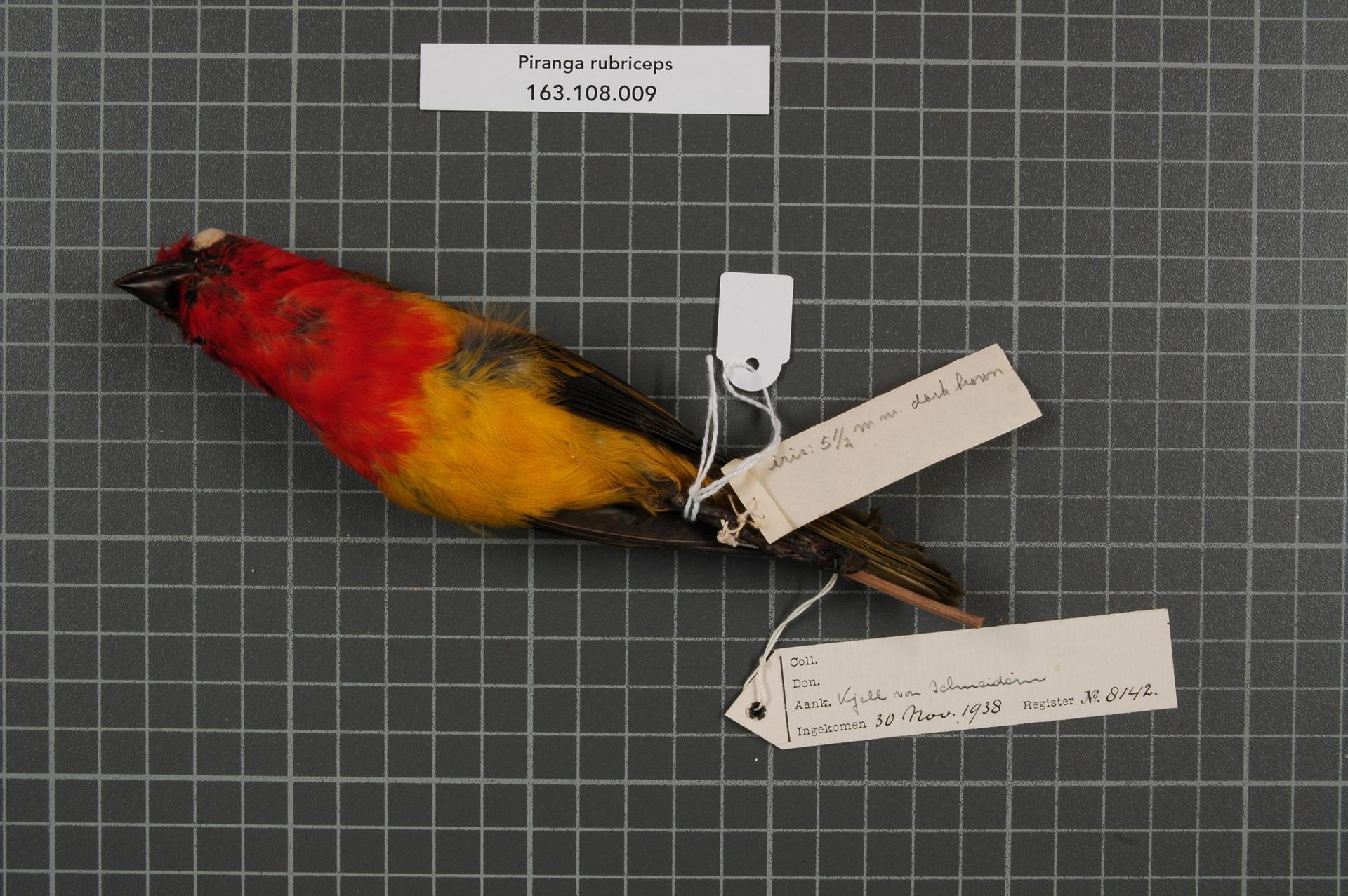 Red-hooded Tanager (Piranga rubriceps) :: BirdWeather