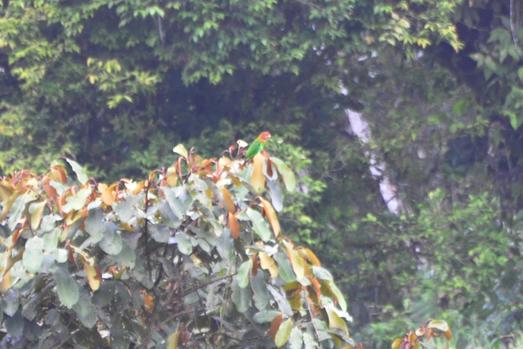 Rose-faced Parrot (Pyrilia pulchra) :: BirdWeather