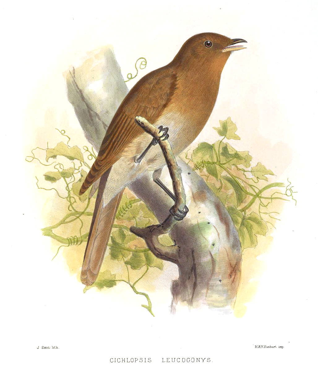 Rufous-brown Solitaire (Cichlopsis leucogenys) :: BirdWeather