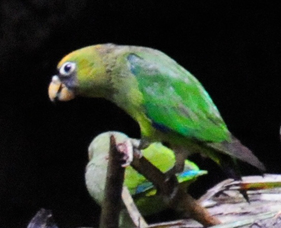 Scarlet-shouldered Parrotlet (Touit huetii) :: BirdWeather
