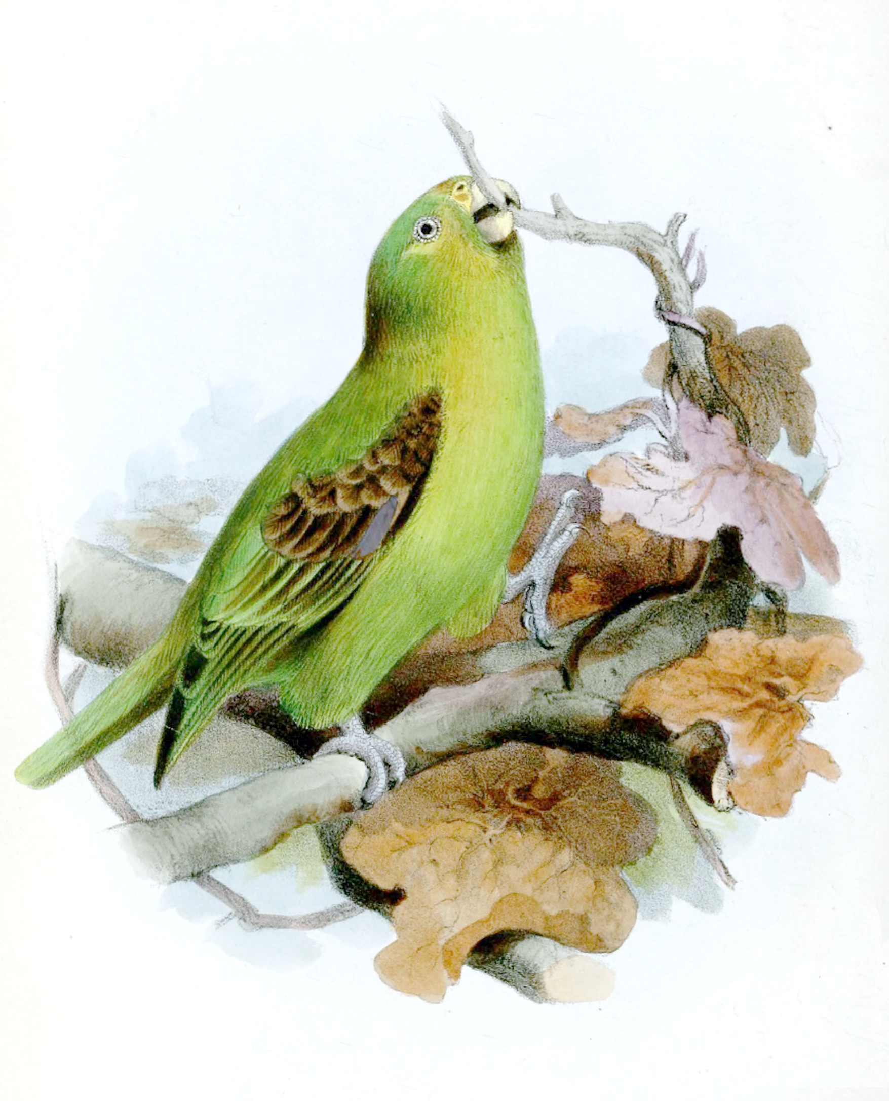 Spot-winged Parrotlet (Touit stictopterus) :: BirdWeather