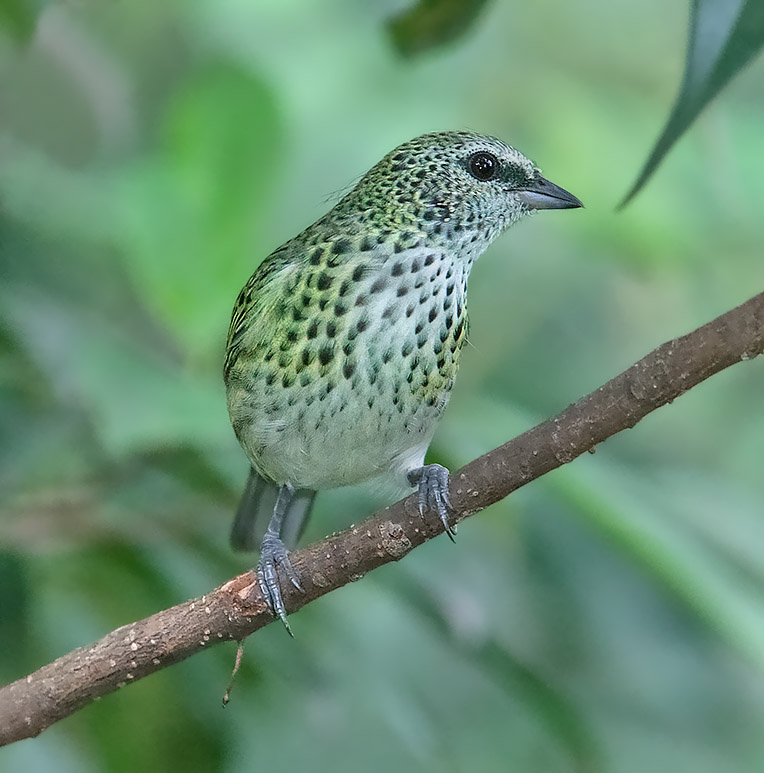 Spotted Tanager (Ixothraupis punctata) :: BirdWeather