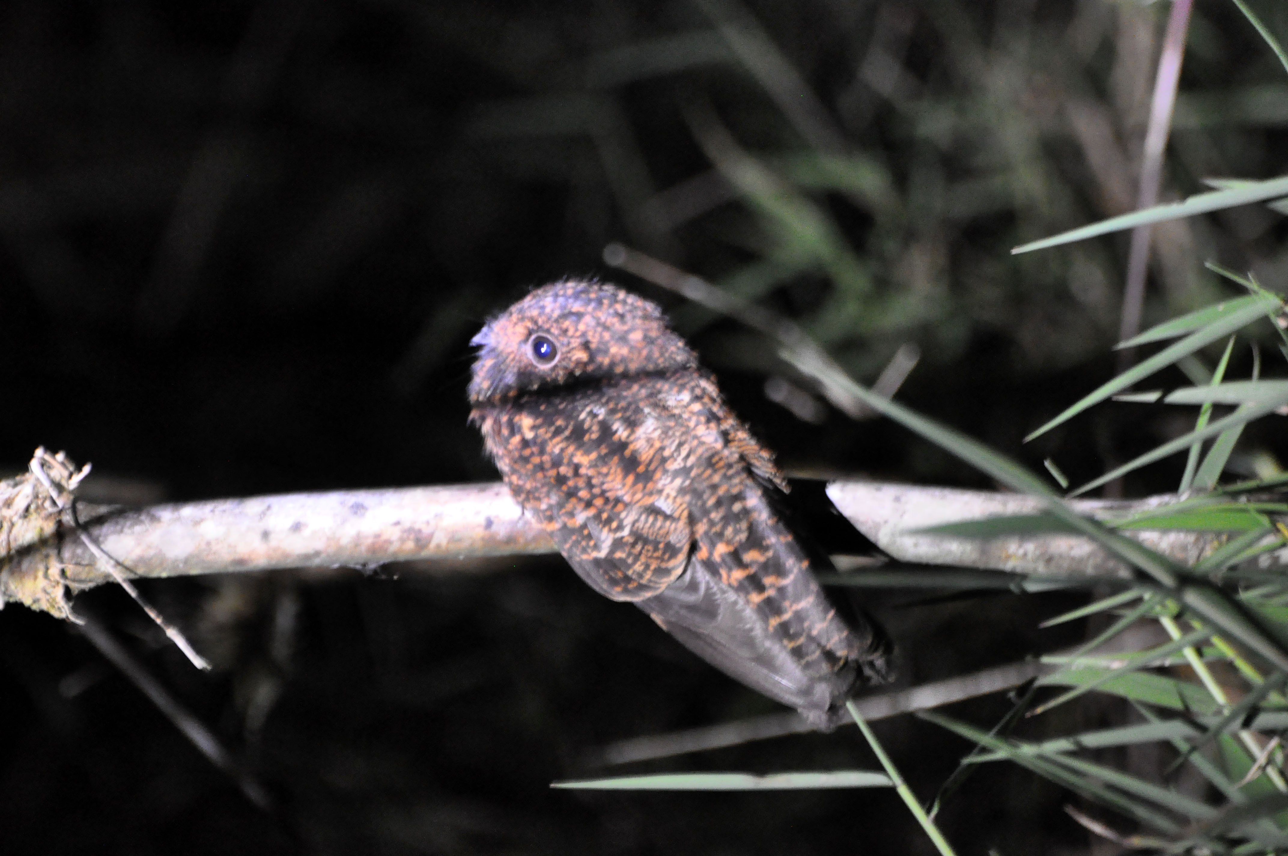 Swallow-tailed Nightjar (Uropsalis segmentata) :: BirdWeather