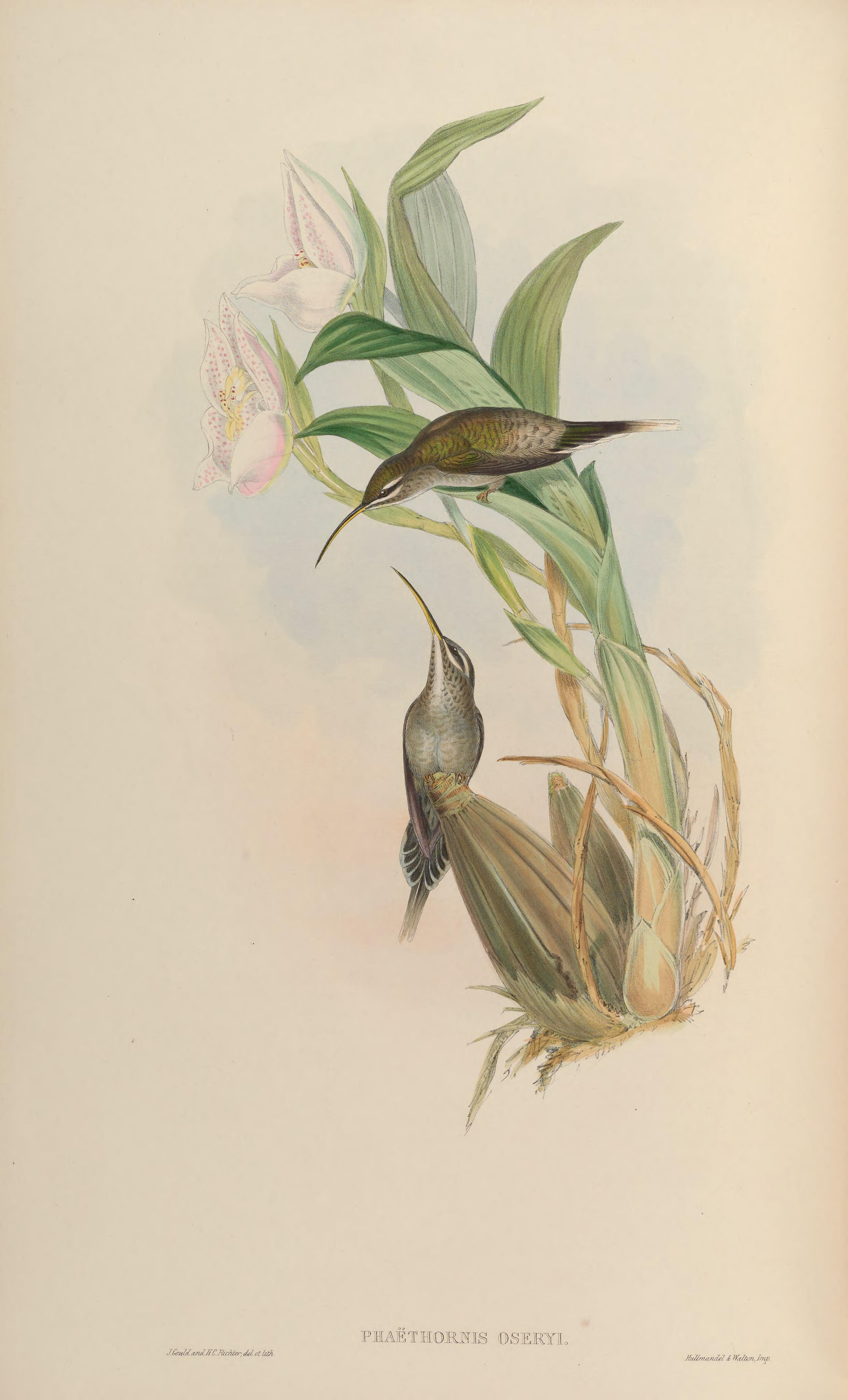 White-bearded Hermit (Phaethornis hispidus) :: BirdWeather