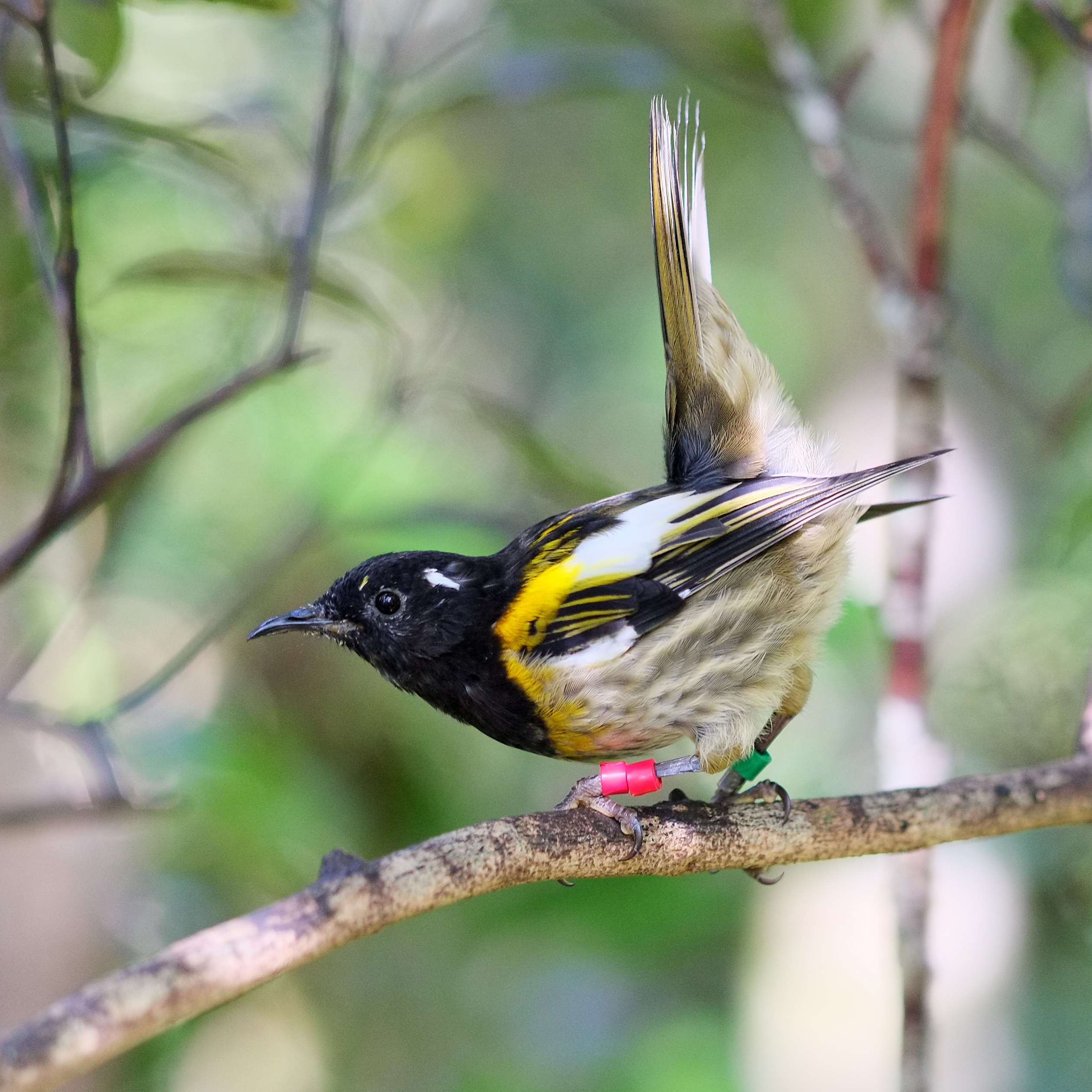 Stitchbird (Notiomystis cincta) :: BirdWeather
