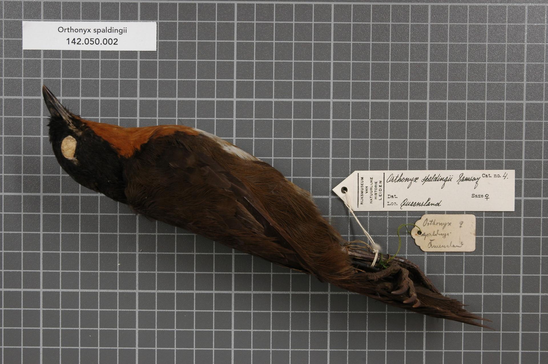 Chowchilla (Orthonyx spaldingii) :: BirdWeather