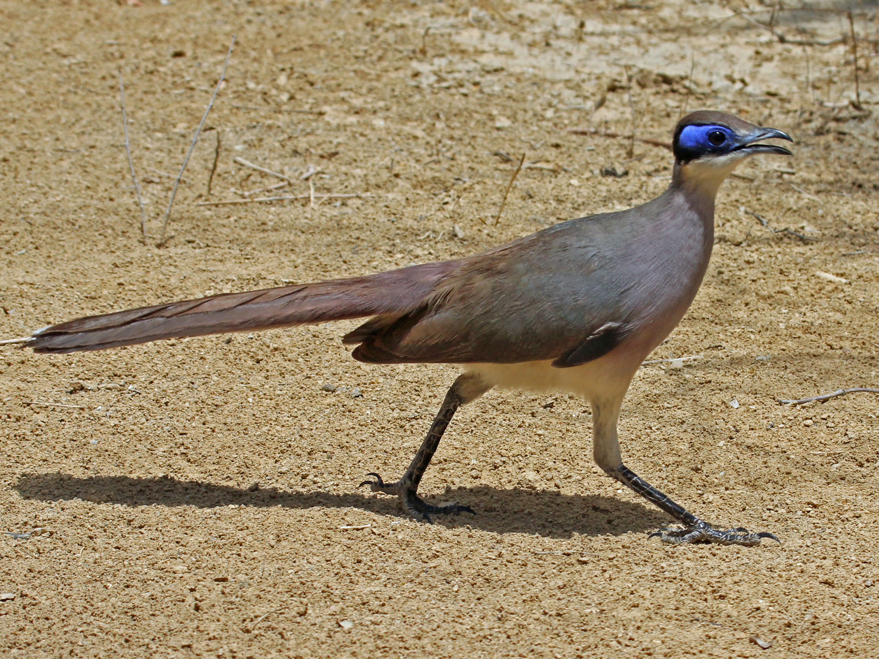 Red-capped Coua (Coua ruficeps) :: BirdWeather