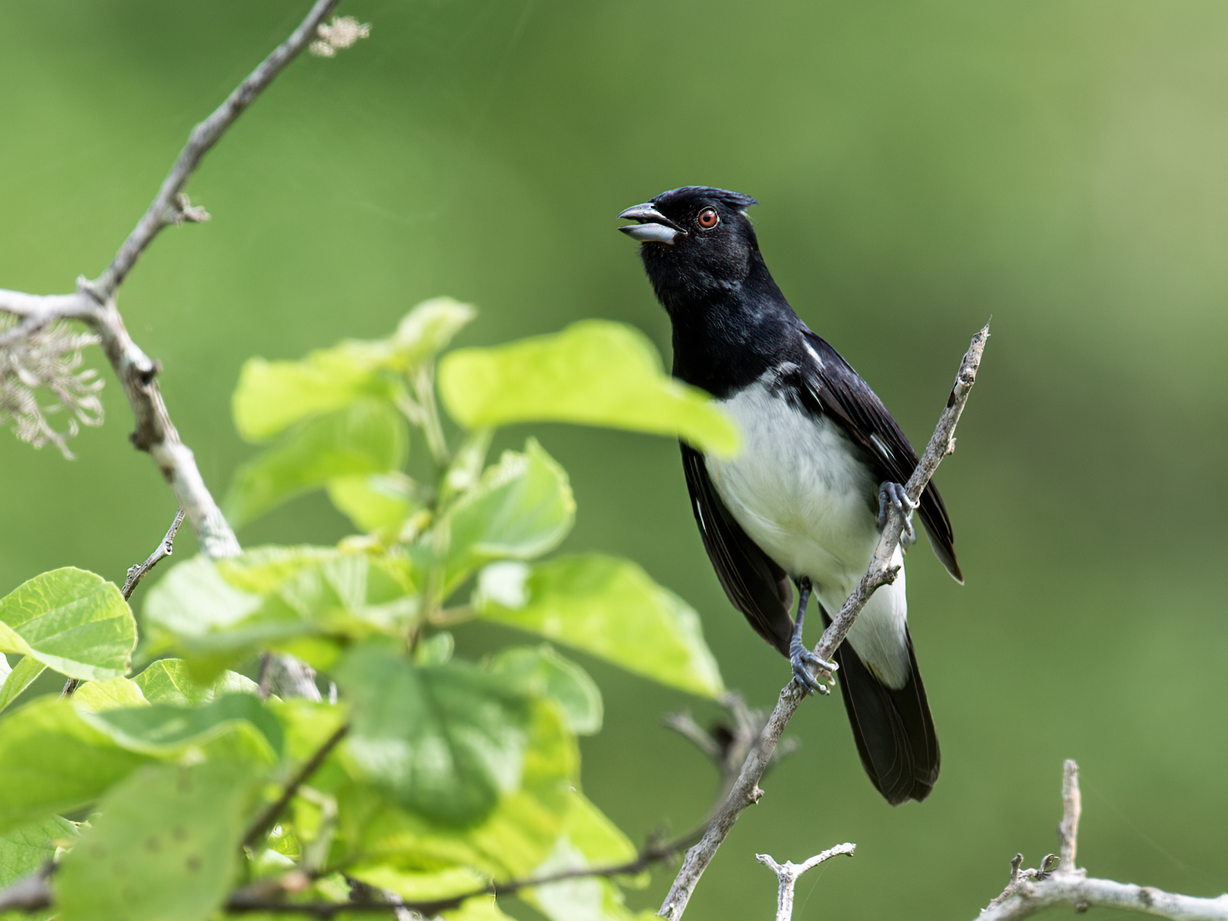 Black-and-white Tanager (Conothraupis speculigera) :: BirdWeather
