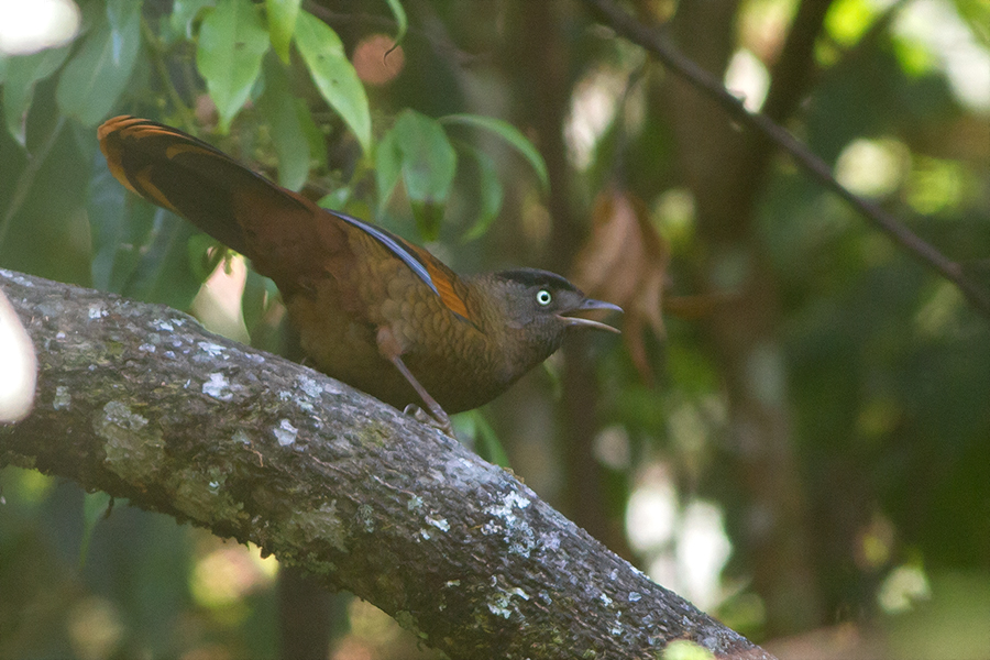Blue-winged Laughingthrush (Trochalopteron squamatum) :: BirdWeather