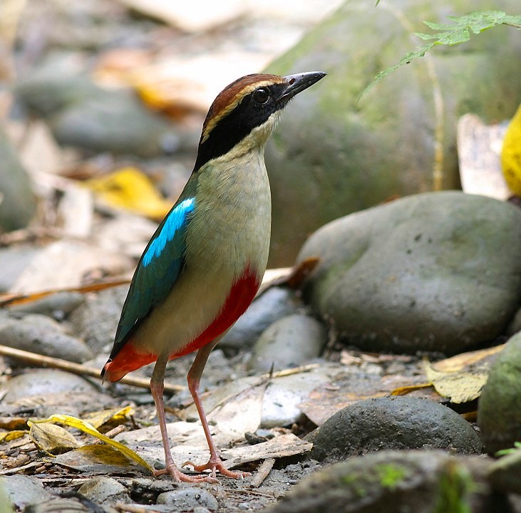 Fairy Pitta (Pitta nympha) :: BirdWeather