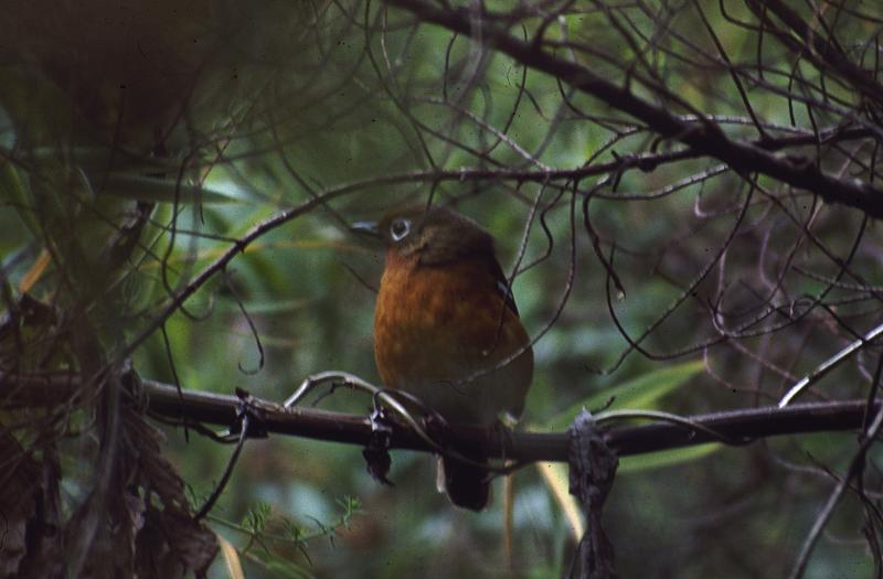 Abyssinian Ground-Thrush (Geokichla piaggiae) :: BirdWeather