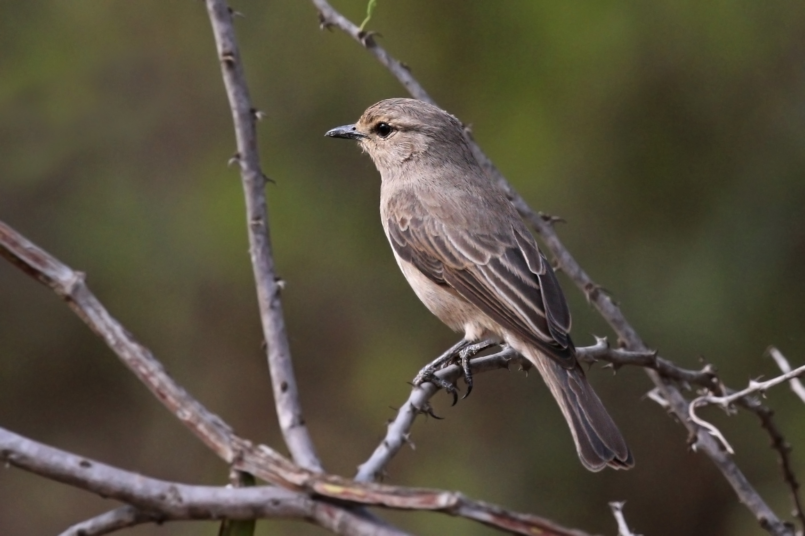 African Gray Flycatcher (Bradornis microrhynchus) :: BirdWeather