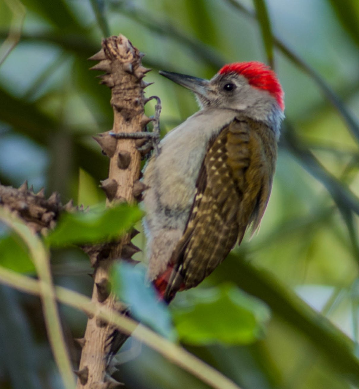 African Gray Woodpecker (Chloropicus goertae) :: BirdWeather