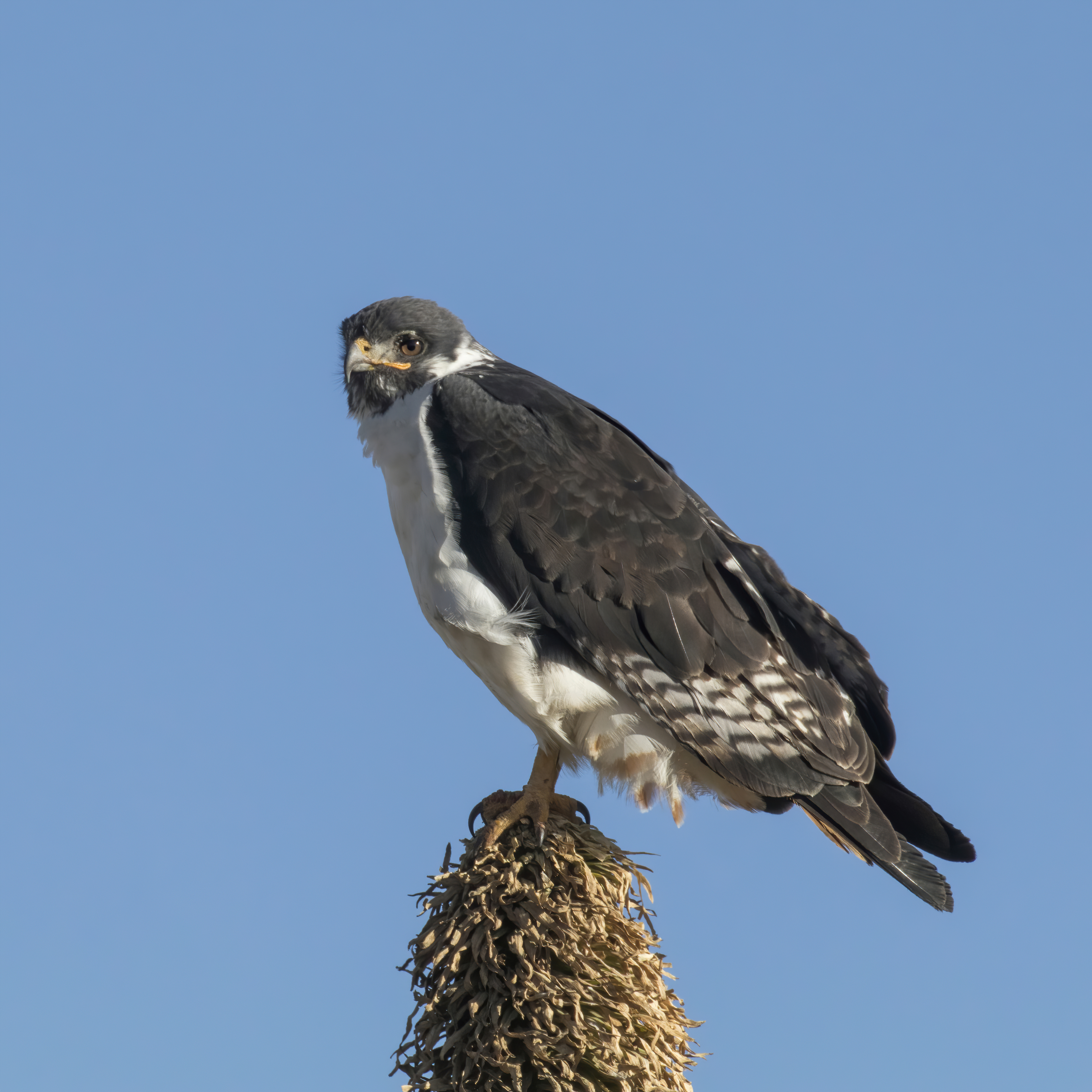 Augur Buzzard (Buteo augur) :: BirdWeather