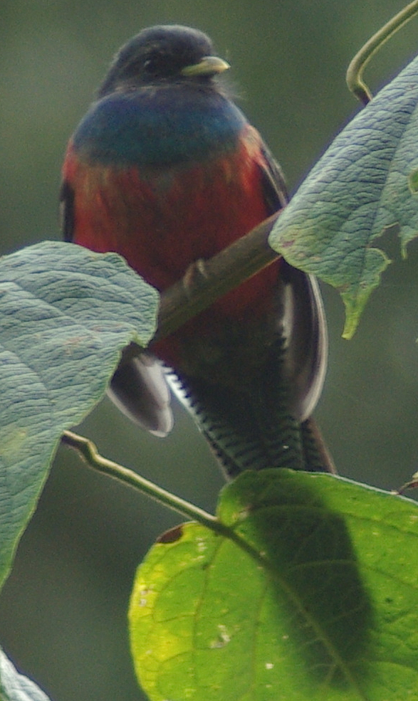 Bar-tailed Trogon (Apaloderma vittatum) :: BirdWeather