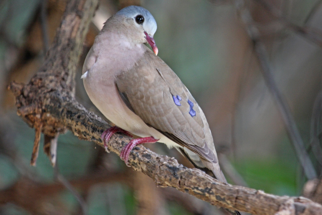 Blue-spotted Wood-Dove (Turtur afer) :: BirdWeather