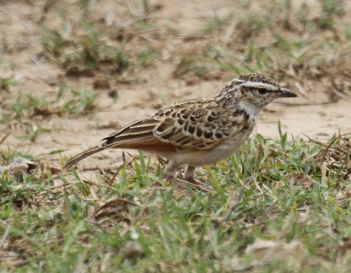Foxy Lark (Calendulauda alopex) :: BirdWeather