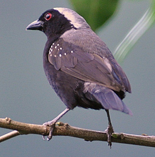 Gray-headed Nigrita (Nigrita canicapillus) :: BirdWeather