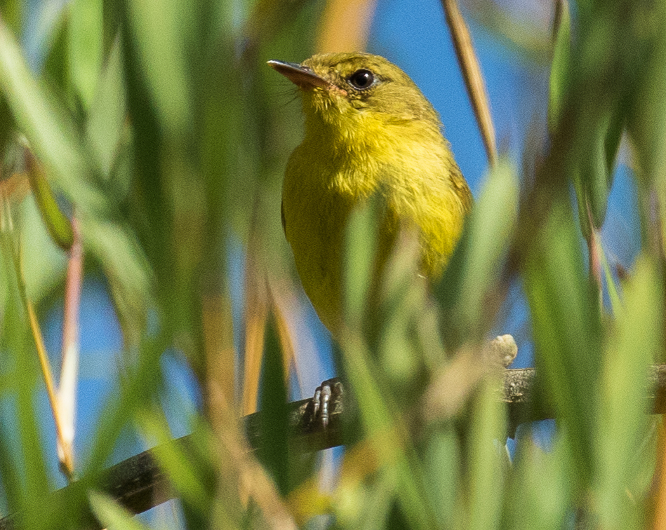 Mountain Yellow-Warbler (Iduna similis) :: BirdWeather