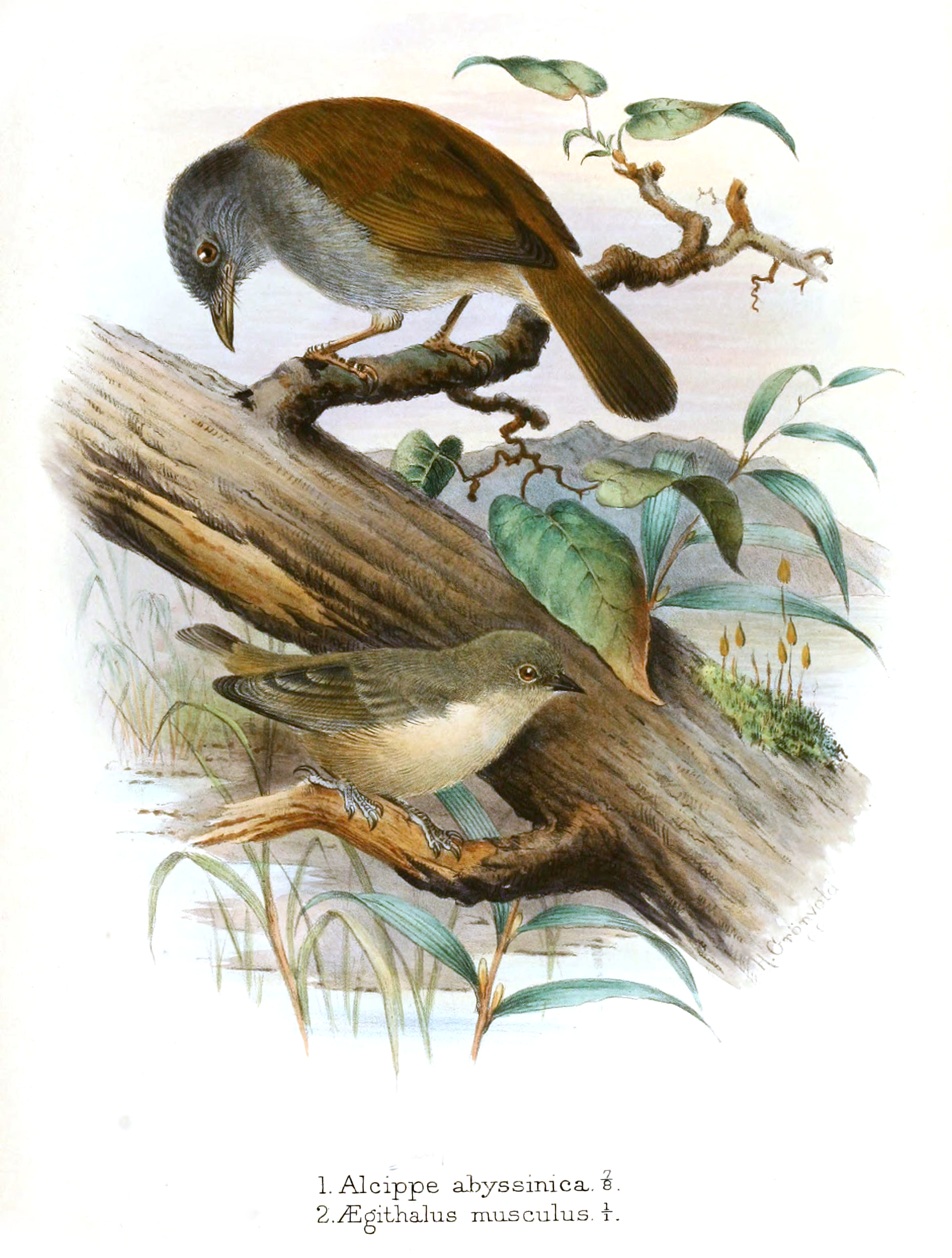 Mouse-colored Penduline-Tit (Anthoscopus musculus) :: BirdWeather
