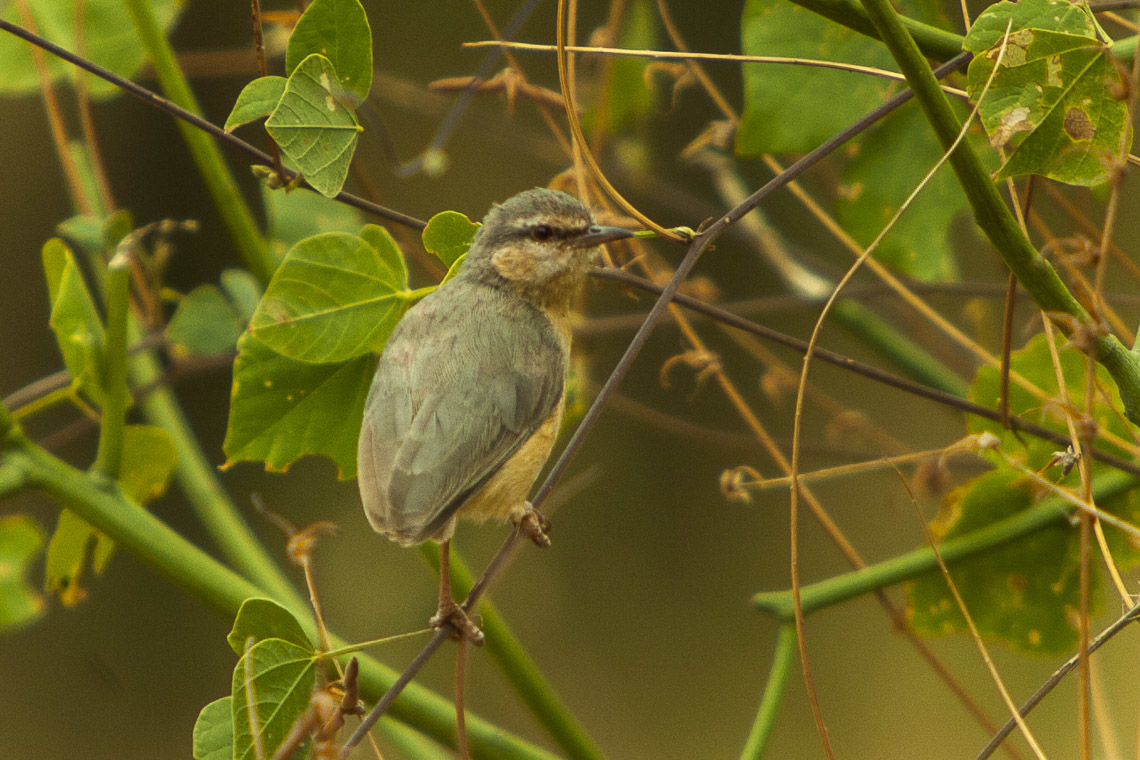 Northern Crombec (Sylvietta brachyura) :: BirdWeather