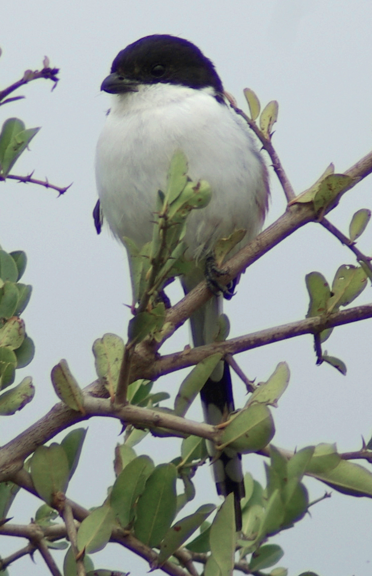 Northern Fiscal (Lanius humeralis) :: BirdWeather