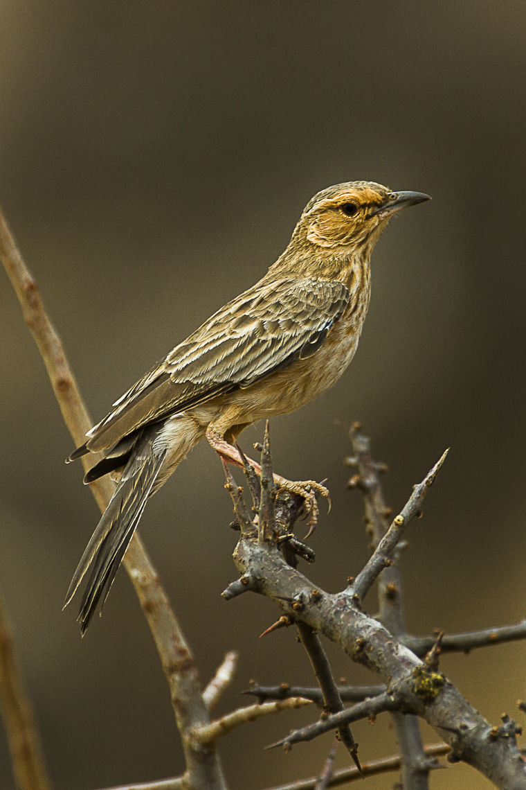 Pink-breasted Lark (Calendulauda poecilosterna) :: BirdWeather