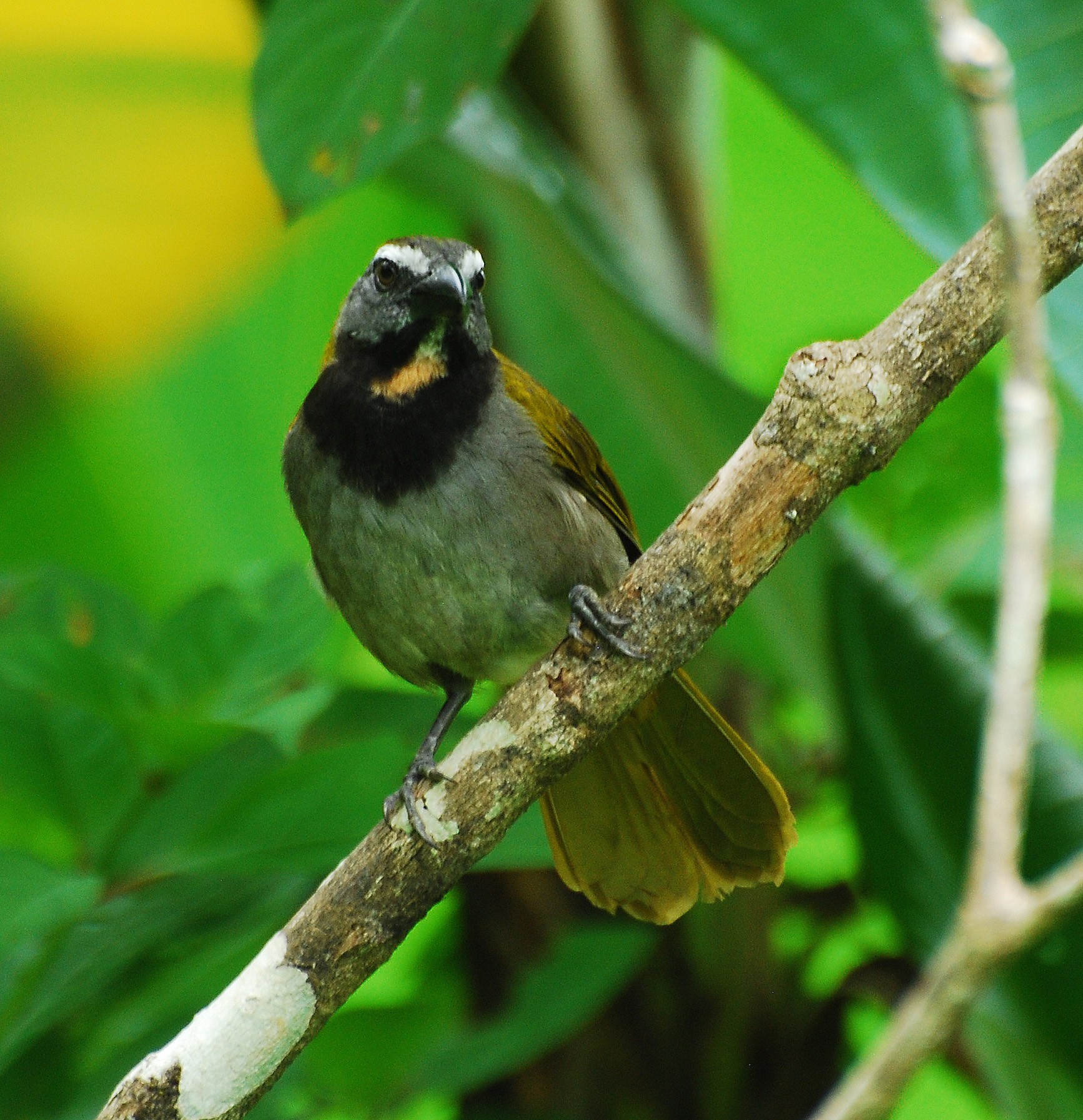 Buff-throated Saltator (Saltator maximus) :: BirdWeather