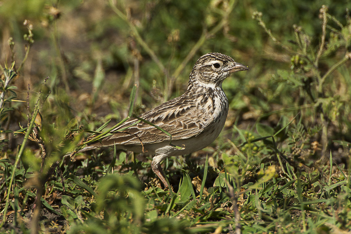 Singing Bushlark (Mirafra cantillans) :: BirdWeather